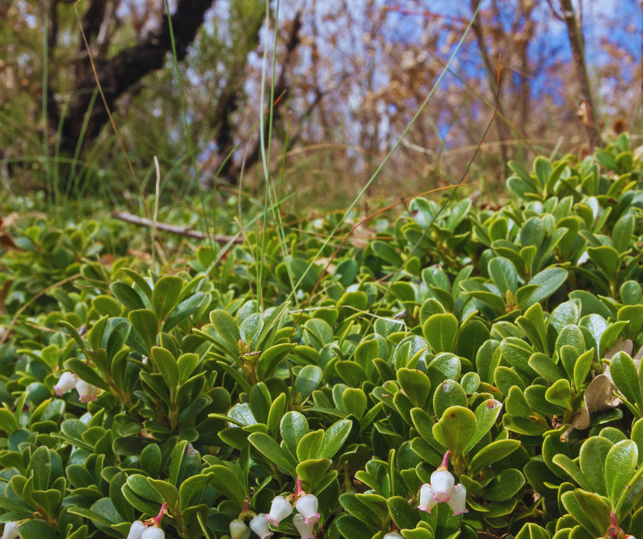 A Arctostaphylos uva-ursi, mas também conhecida como ...