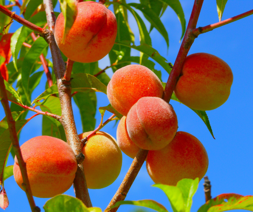 PESSEGUEIROS. Originárias da China, mas amplamente cultivada