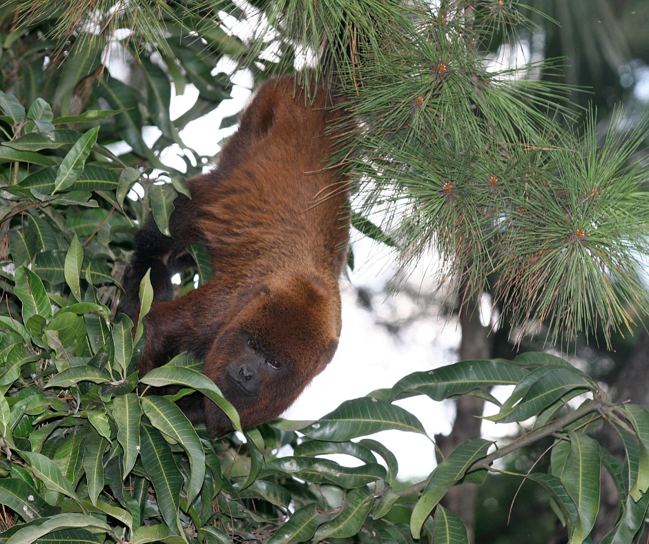 Mata Atlântica. A beleza da natureza muitas vezes nos de ...