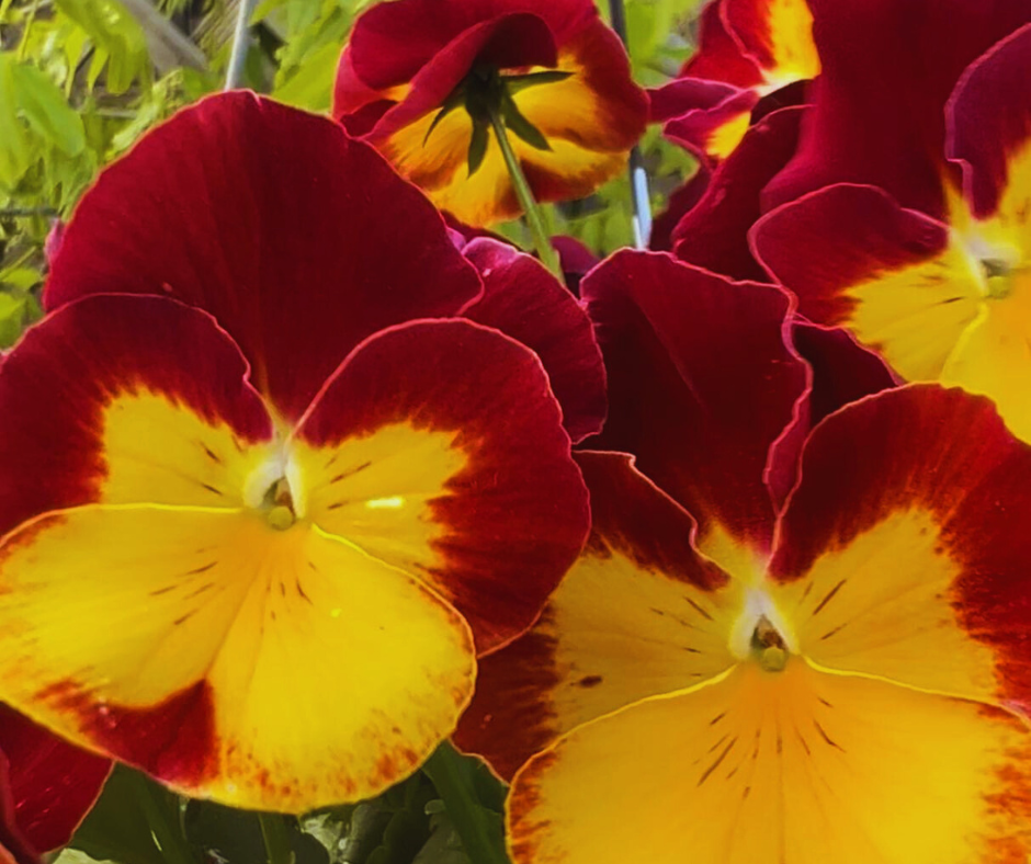 Viola Tricolor ou Amor Perfeito é uma verdadeira joia no ...