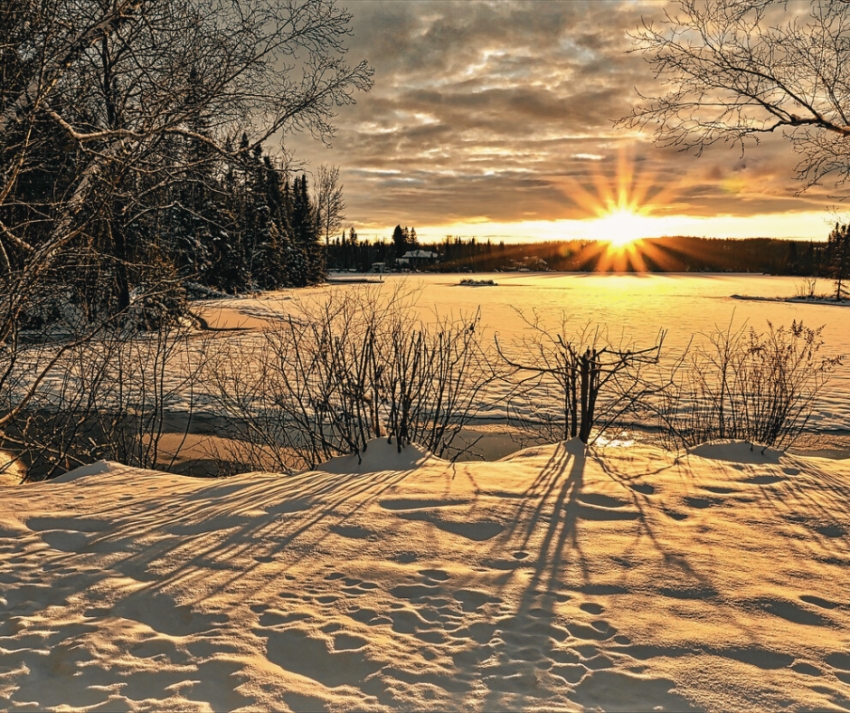 ADAPTAÇÕES DAS PLANTAS PARA O INVERNO - midoriecologia