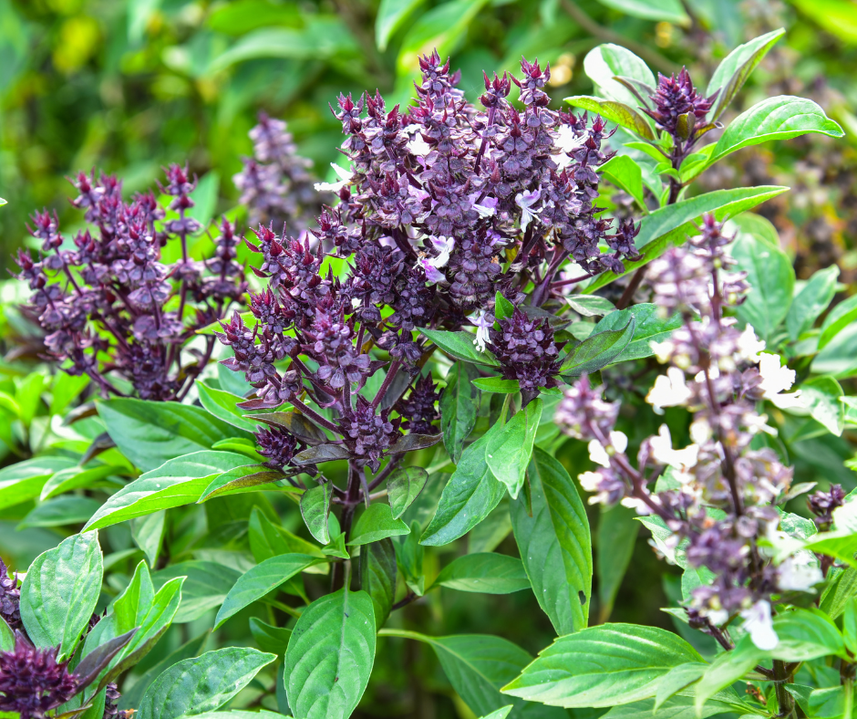 Manjericão. Quer deixar sua comida mais feliz ? É só ...