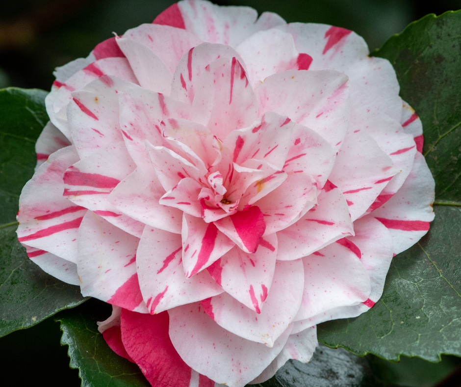 Camélia. A Beleza e os Benefícios da Camélia. Uma Flor ...
