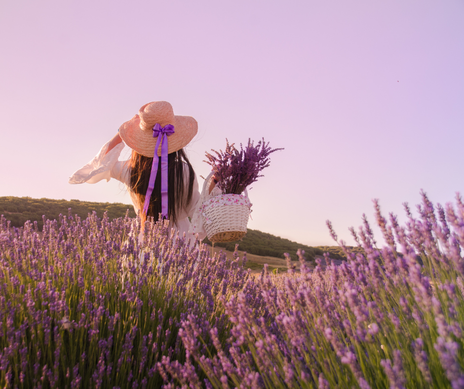 Lavanda, Uma Fragrância Encantadora e Uma Beleza Relaxan ...