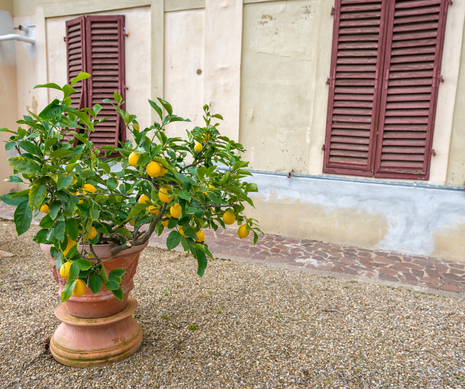 Limão. O limão, com sua cor vibrante e sabor ácido, é uma...