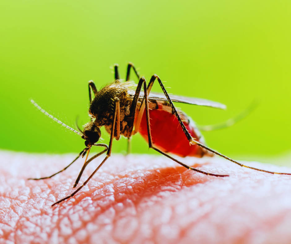 Pernilongo Conhecendo Melhor Esse Inseto Comum pertencen ...