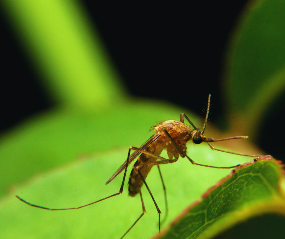 Pernilongo Conhecendo Melhor Esse Inseto Comum pertencen ...