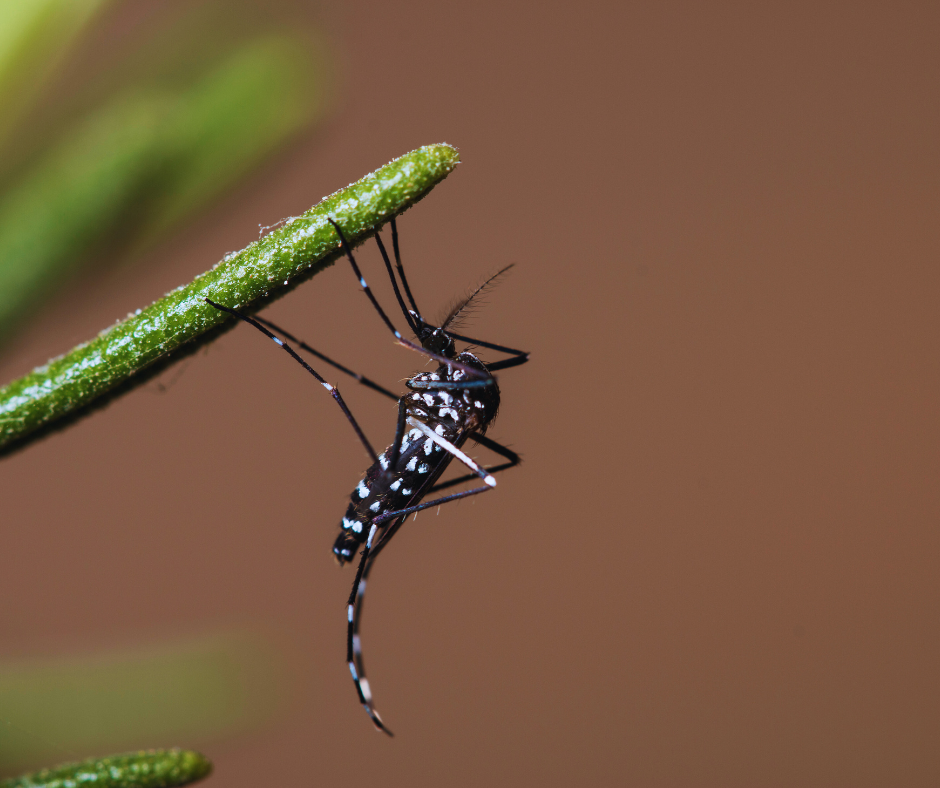 Pernilongo Conhecendo Melhor Esse Inseto Comum pertencen ...
