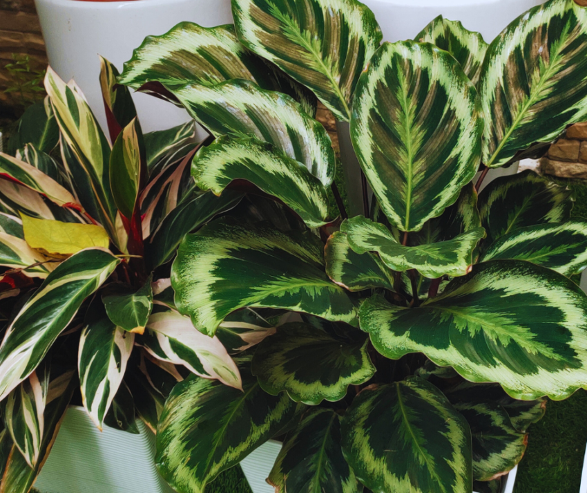 Marantas Como Cultivar e Cuidar Dessa Beleza Tropical Se ...