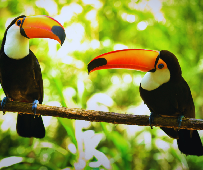 Tucano-do-Bico-Verde: A Exuberância das Florestas Tropicais