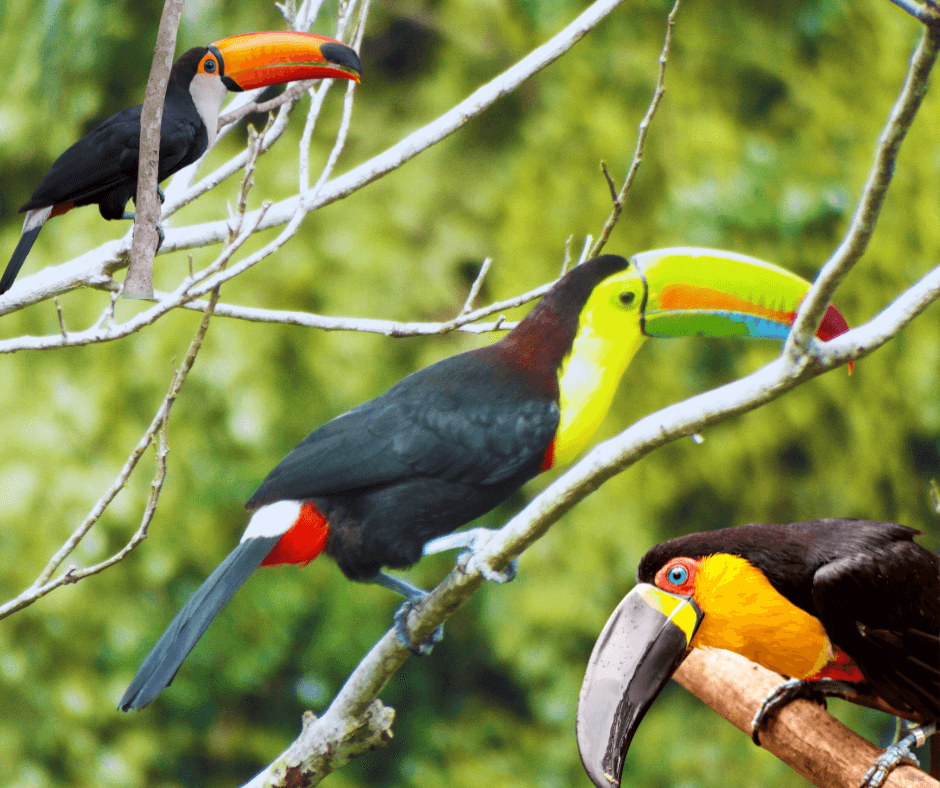Tucano-do-Bico-Verde: A Exuberância das Florestas Tropicais