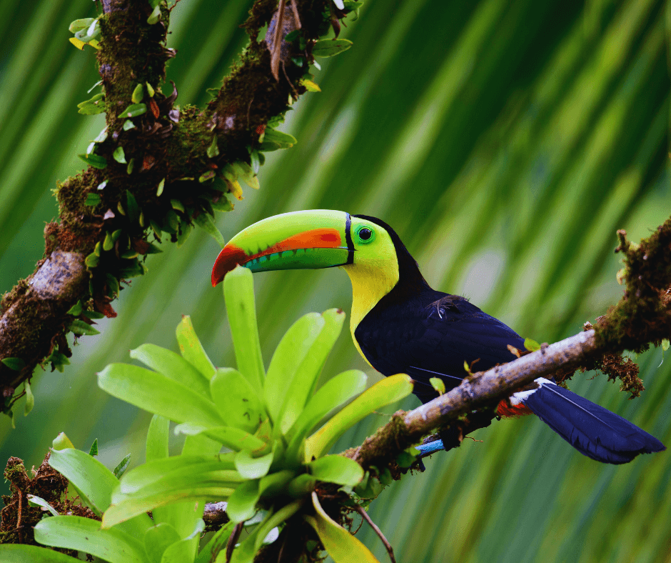 Tucano-do-Bico-Verde: A Exuberância das Florestas Tropicais